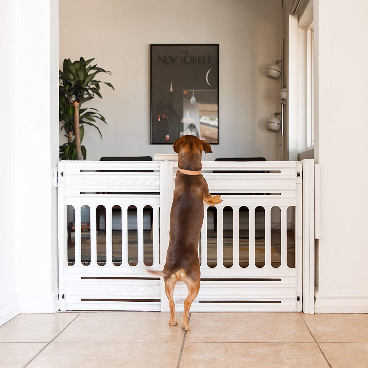 16 Best Expandable Gates for Dogs - Hey, Djangles.