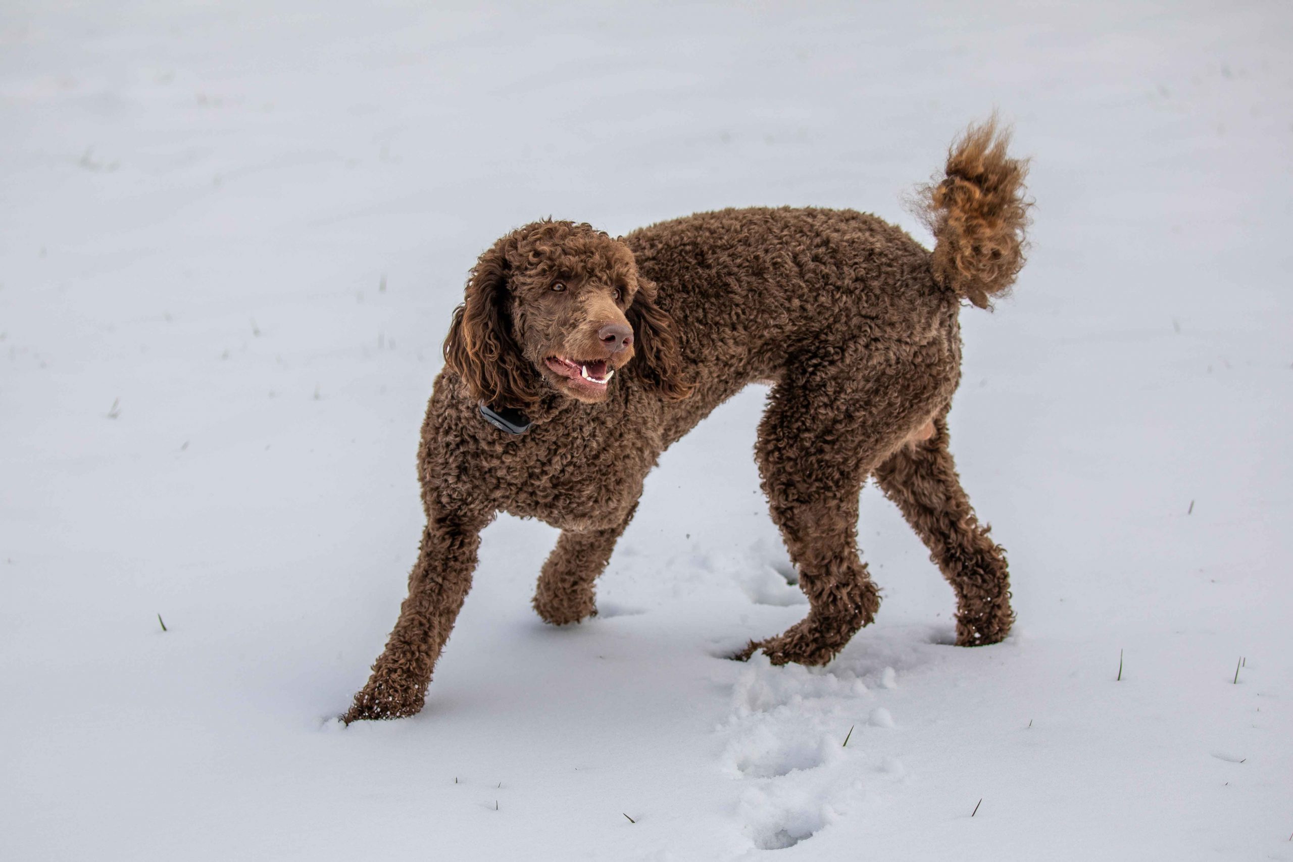 10 Beautiful Big Dogs With Curly Hair (With Pictures) - Hey, Djangles.